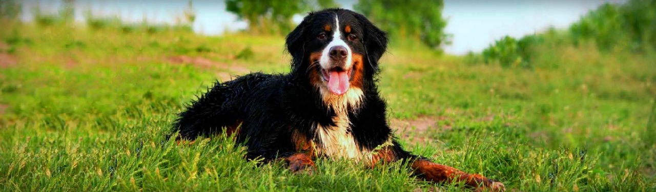 By-Law Enforcement/Canine Control - The Township of Perry